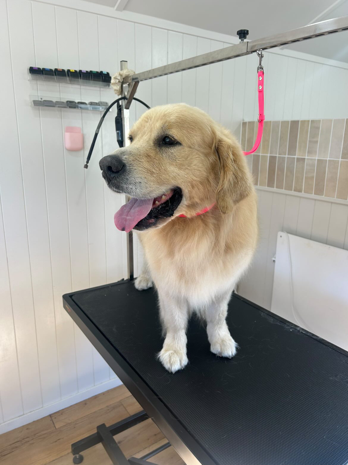 Grooming Loop – Roam With Dogs