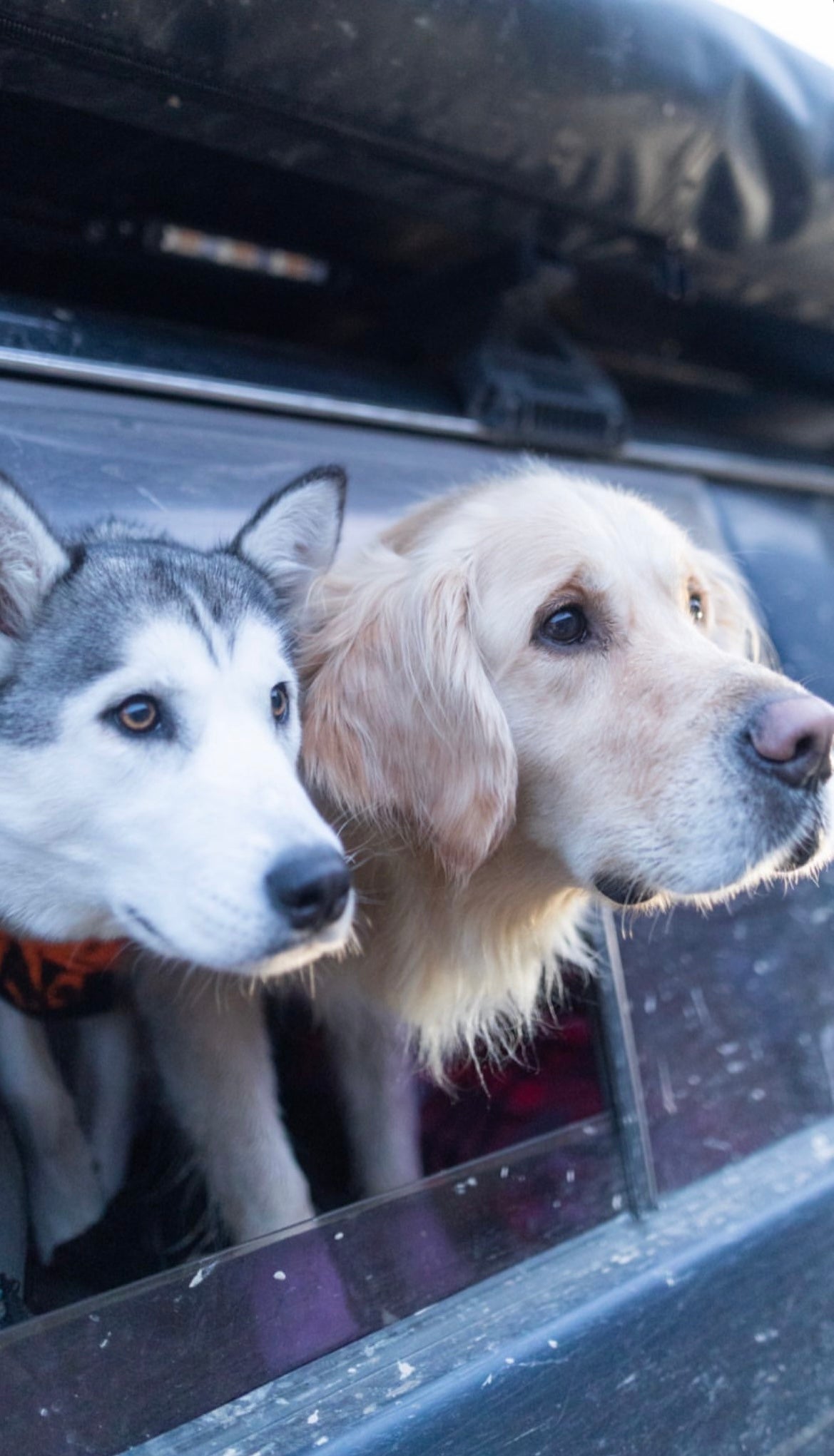All Accessories – Roam With Dogs
